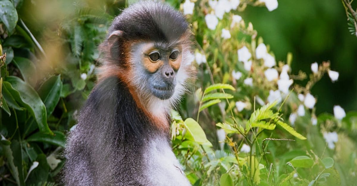 Langur Conservation - Authentic Luxury: Luxury Travel and Authentic ...